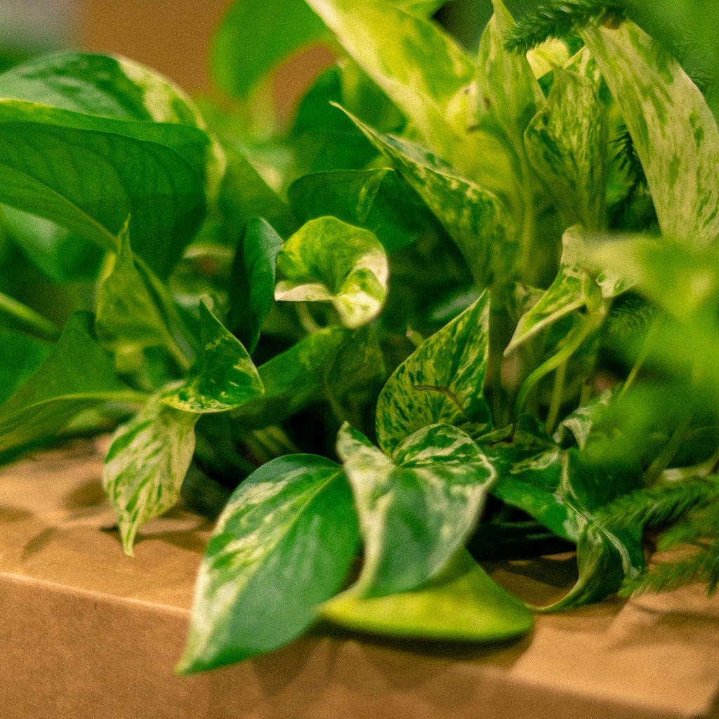 The Ultimate Plant Bundle Gift Guide for 2021 – Plantsome