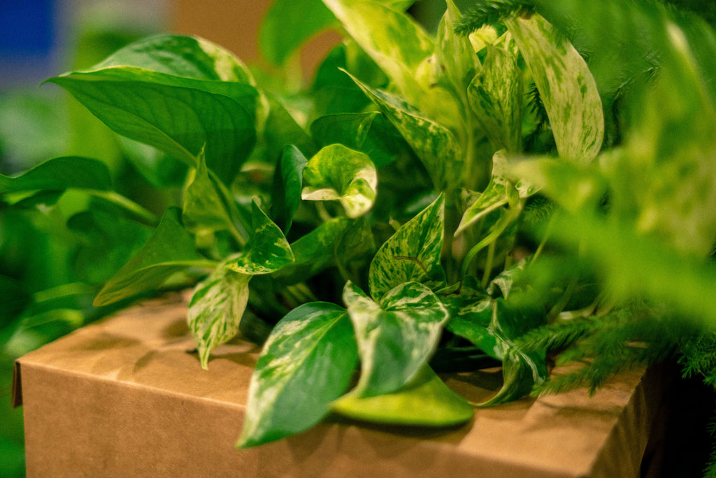 The Ultimate Plant Bundle Gift Guide for 2021 – Plantsome