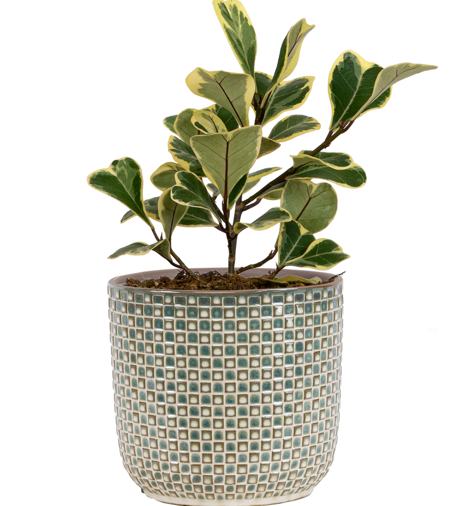 Ficus Triangularis Variegata Triangle Ficus 4 Pot Houseplant Plantsome