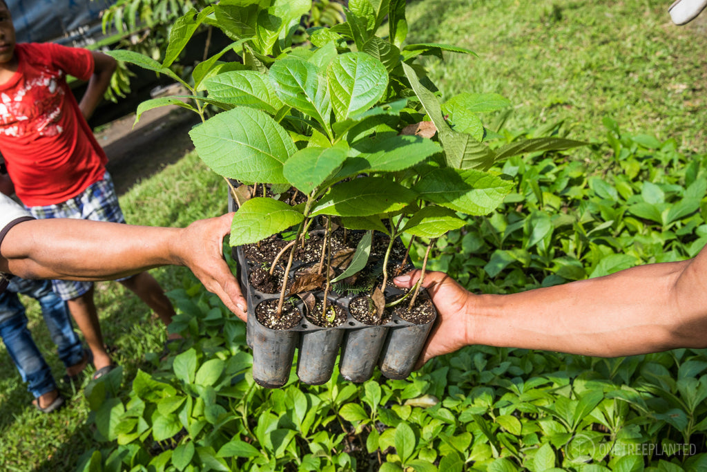 Support the Real Amazon: Plantsome partners with One Tree Planted to h