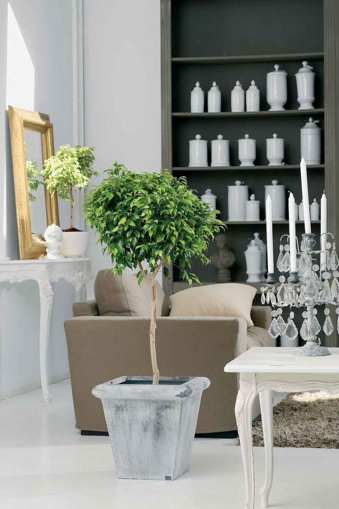 Ficus | Care guide & tips | Plantsome