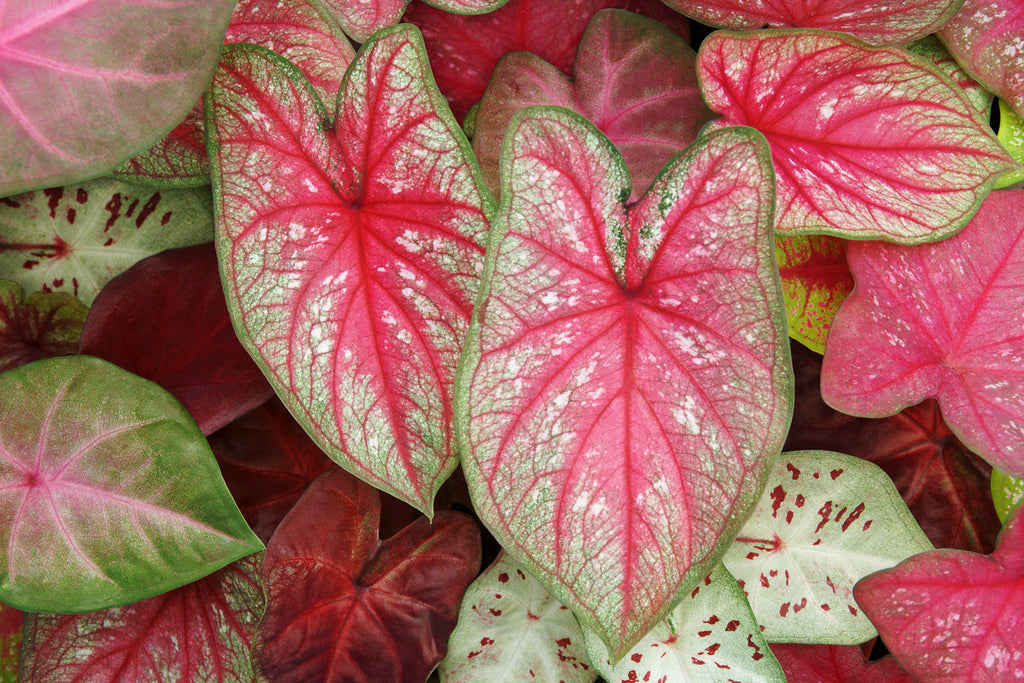 Caladiums 101: Growing Caladiums in Your Garden and at Home – Plantsome