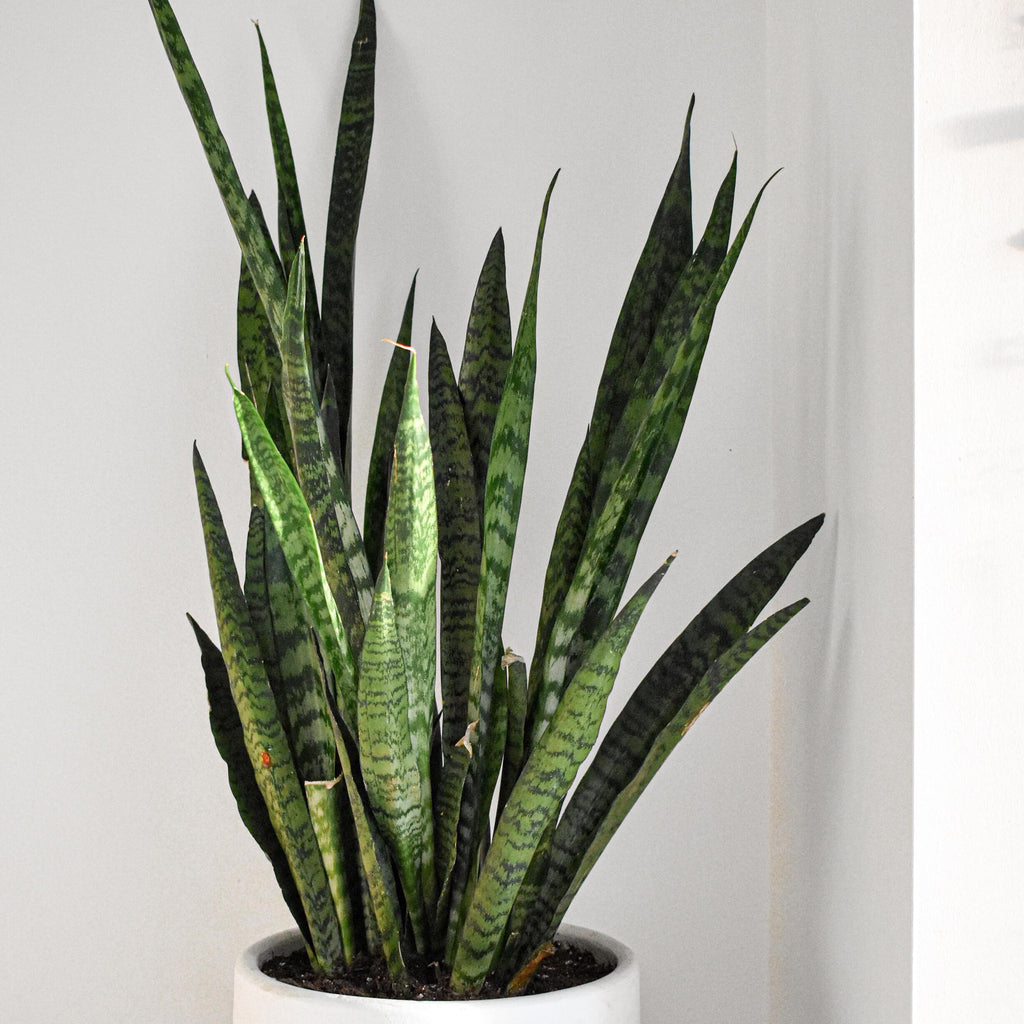 Good Vibes Only! 5 plants that bring positive energy into your home ...