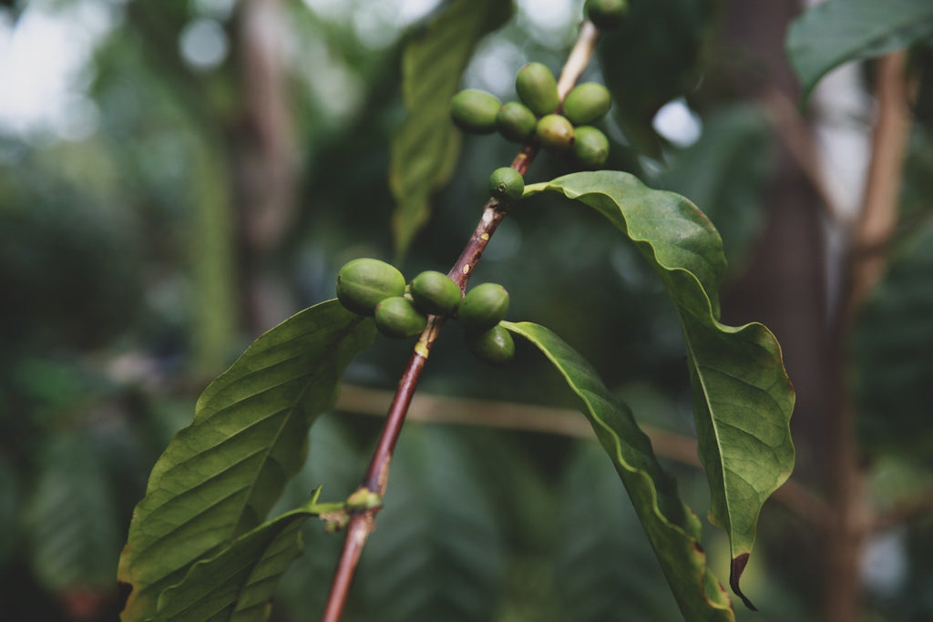 Psychotria Nervosa Wild Coffee | Care & Tips | Plantsome