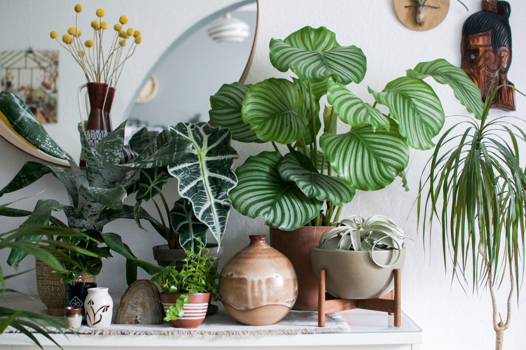 A plant for every room of your house – Plantsome
