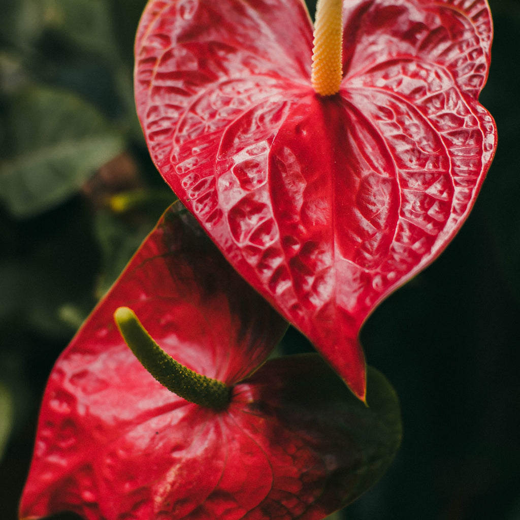 Anthurium plant | Care & Tips | Plantsome