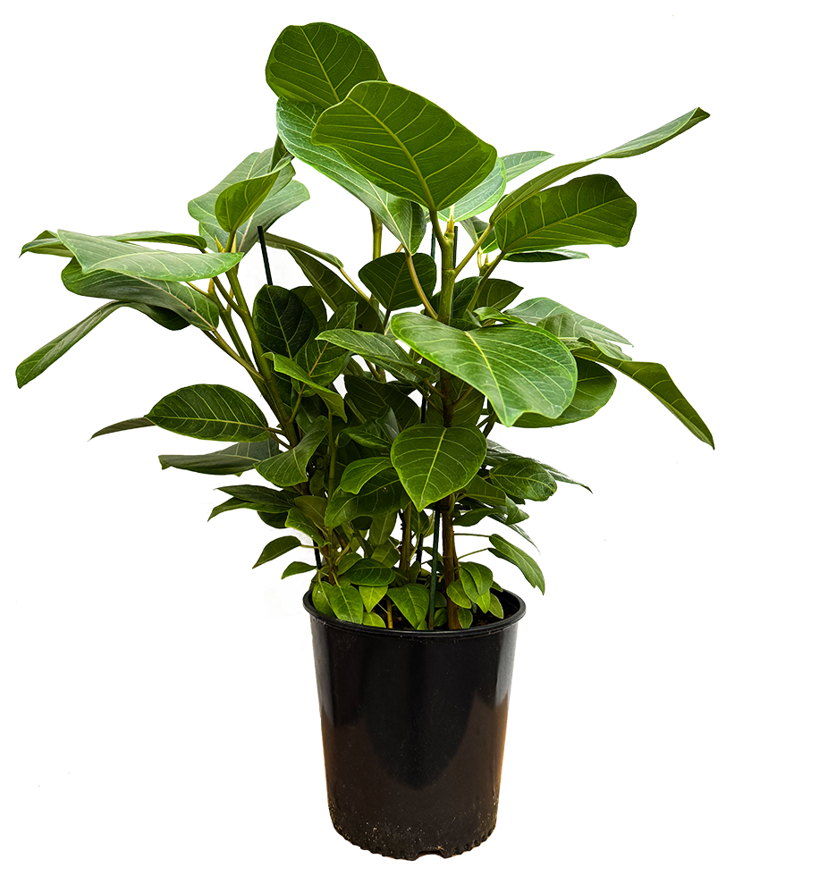 Ficus Altissima | Council Tree | 10" Pot | Houseplant | Plantsome