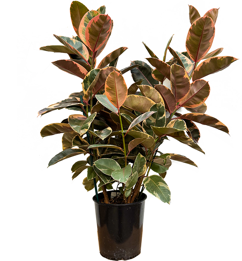 Ficus Ruby | Rubber Tree | 10" Pot | Easy Care Houseplant | Plantsome