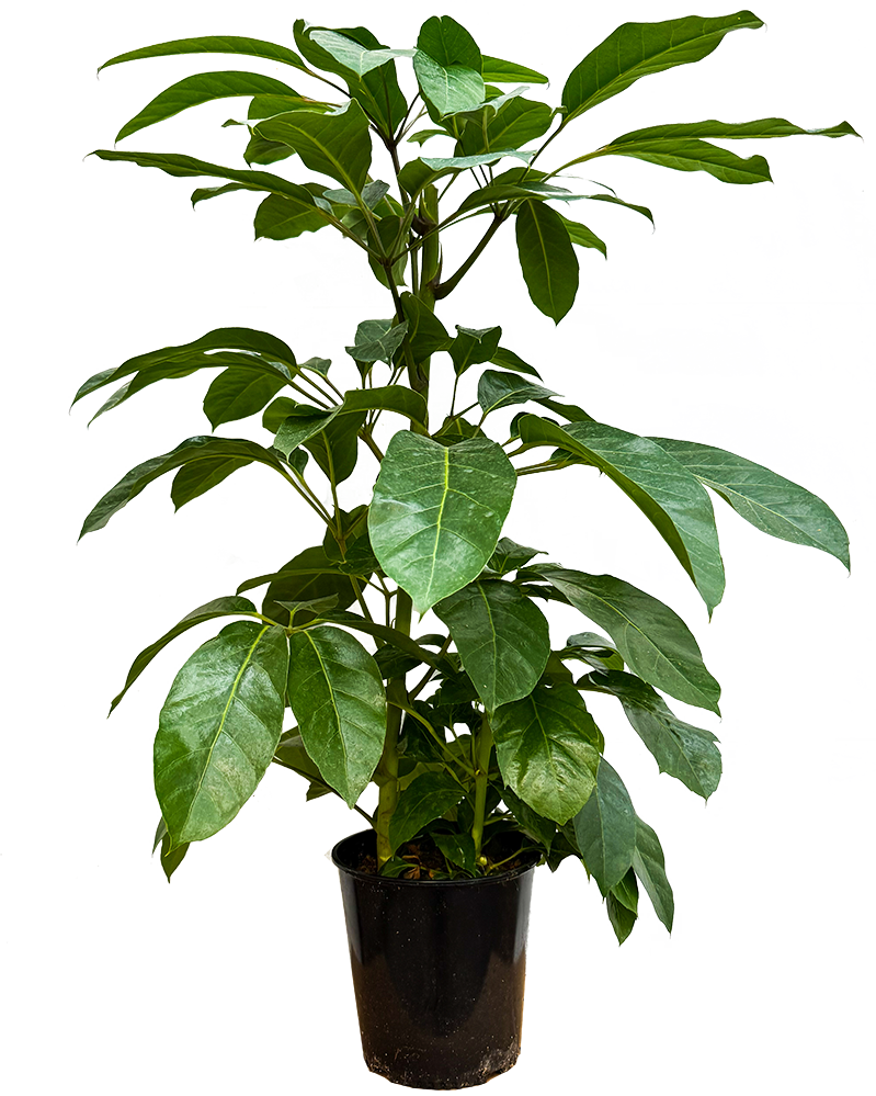 Schefflera Arboricola | 10" Pot | Houseplant | Plantsome