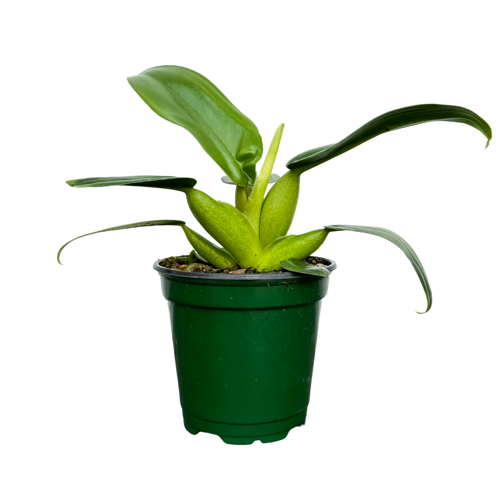 Philodendron Martianum Fat Boy | 4" Pot | Easy Care Houseplant | Plantsome