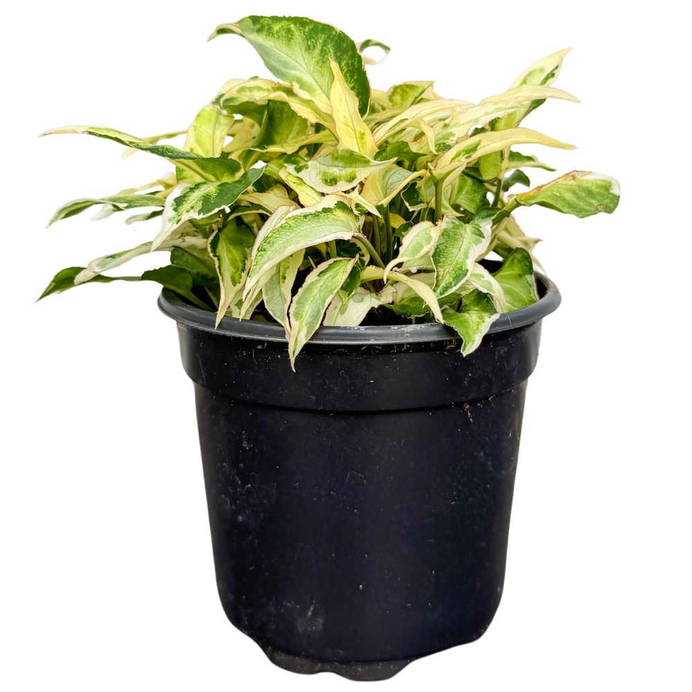 Syngonium Podophyllum Starlite | 4" Pot | Houseplant | Plantsome