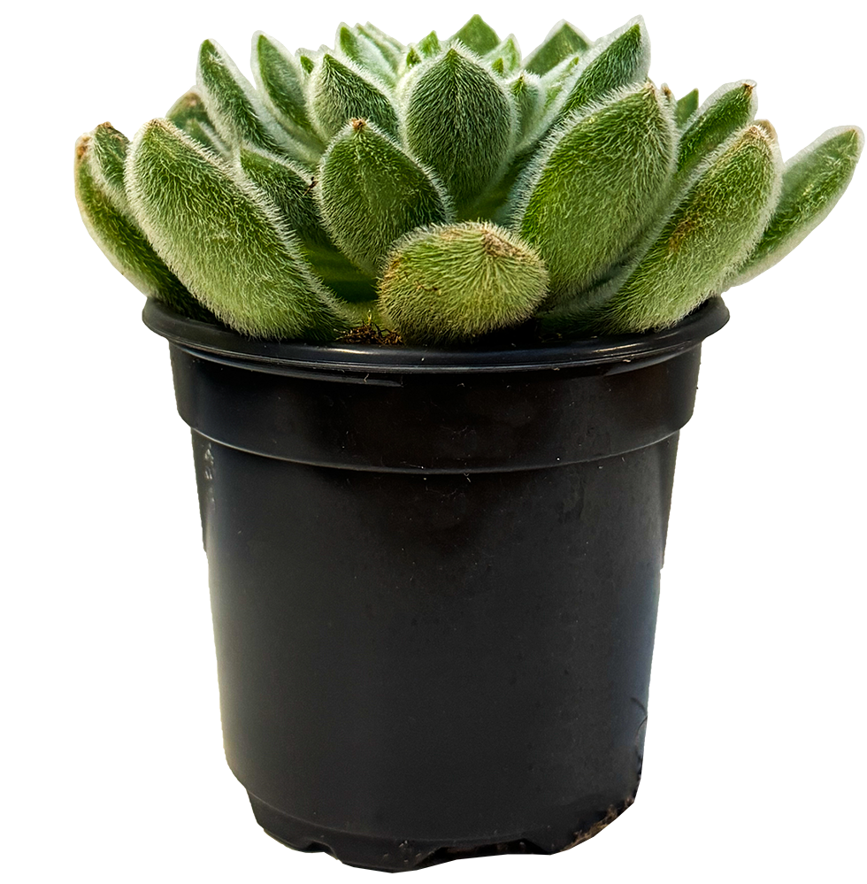 Echeveria Setosa (S) | Mexican Firecracker Succulent | 4" Pot | Easy ...