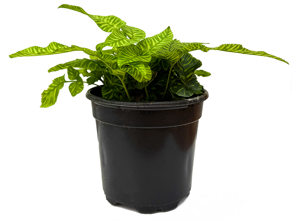 Coniogramme Emeiensis | Golden Zebra Fern (S) | 4" Pot | Pet Friendly ...
