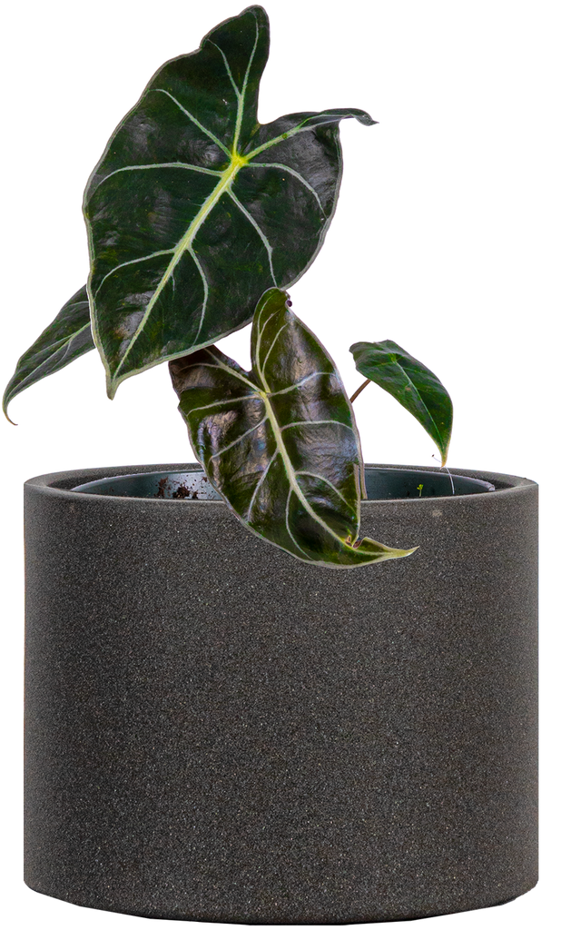 Alocasia Longiloba | Dragons Tooth | 6" Pot | Houseplant | Plantsome
