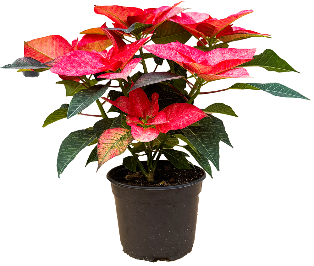 Poinsettia | 6" Pot | Houseplant | Plantsome