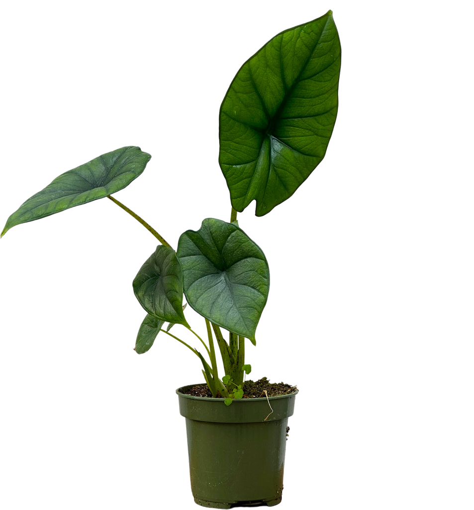 Alocasia Azlanii | Red Mambo | 4" Pot | Houseplant | Plantsome