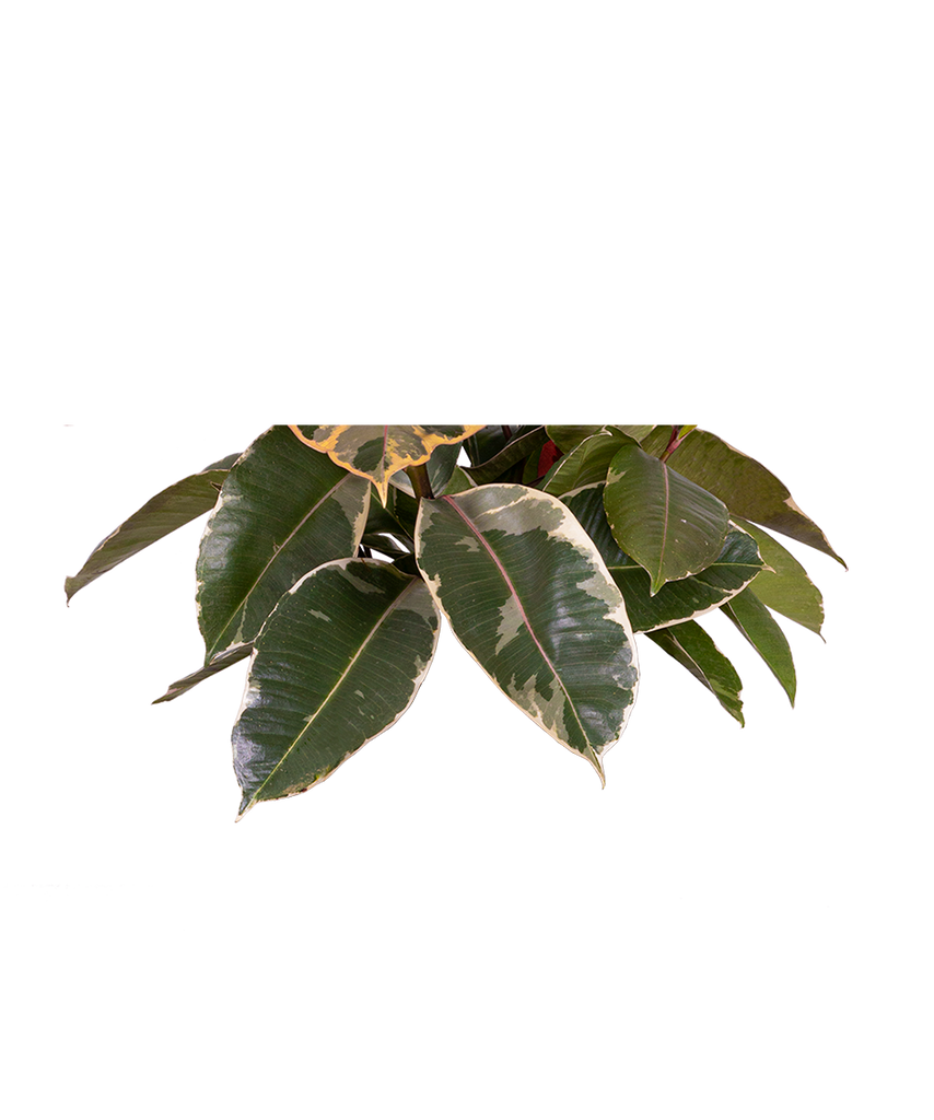 Ficus Tineke | Rubber Tree | 10" Pot | Easy Care Houseplant | Plantsome