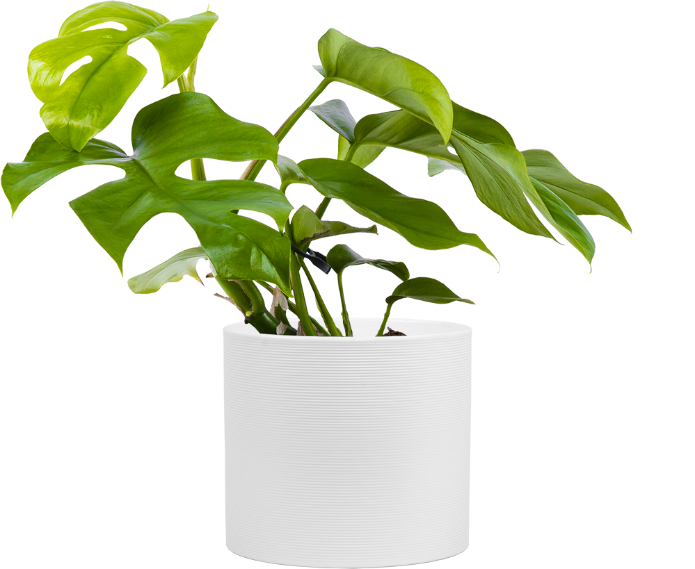 Rhaphidophora Tetrasperma | Mini Monstera Ginny | 6" Pot | Easy Care ...