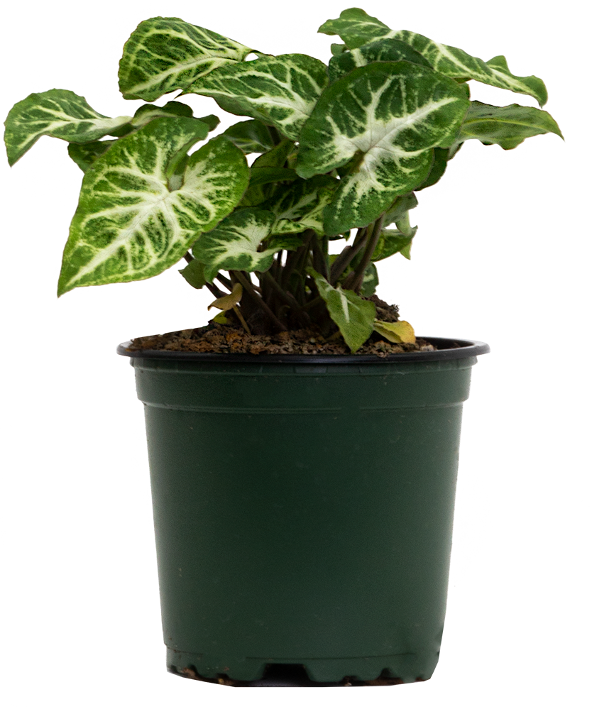 Syngonium Podophyllum | Nephthytis Glo Go | 4" Pot | Houseplant | Plantsome