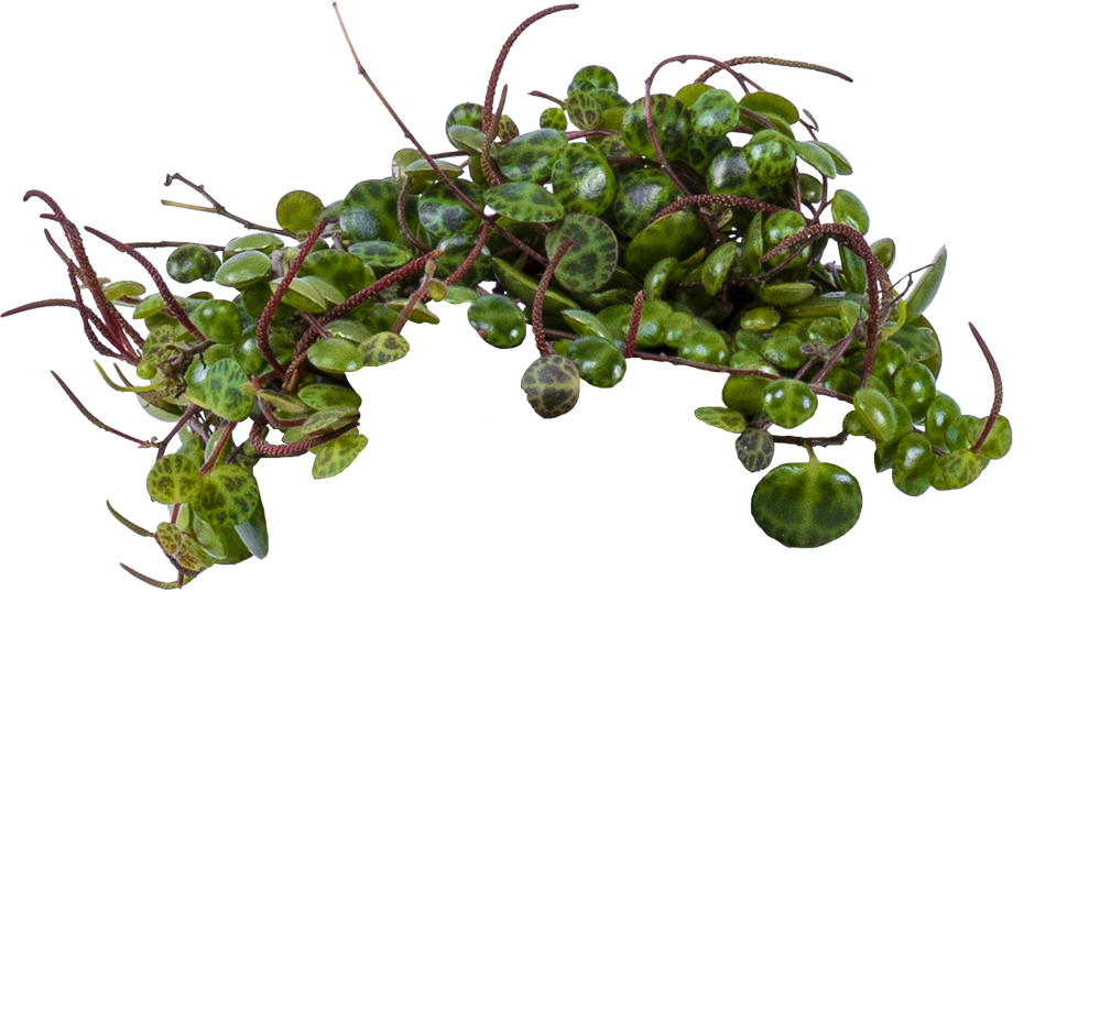 Rare Peperomia Prostrata Indoor Plants String Of Turtles Plant ...