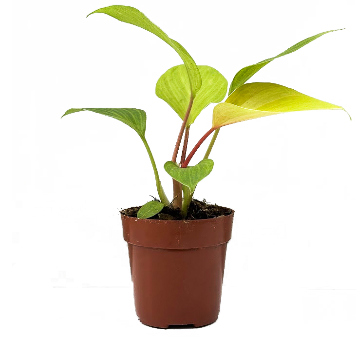 Homalomena Sunshine Gem (XS) | 2.5" Pot | Houseplant | Plantsome