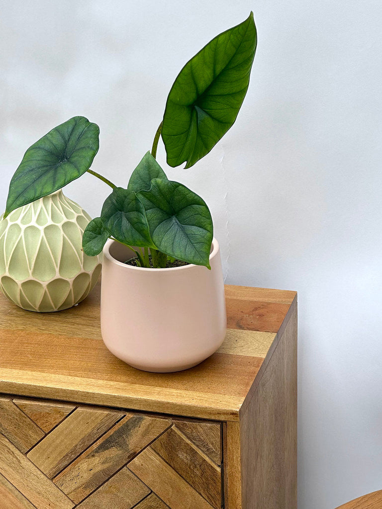Alocasia Azlanii | Red Mambo | 4" Pot | Houseplant | Plantsome